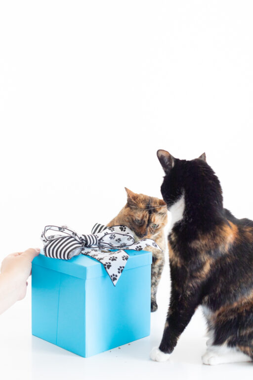 How to Make a Surprise Box for Cats