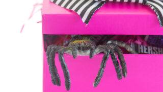 Surprise Everyone with a Spooky Box | Cutefetti